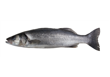 Labraks (Jūras asaris) kg